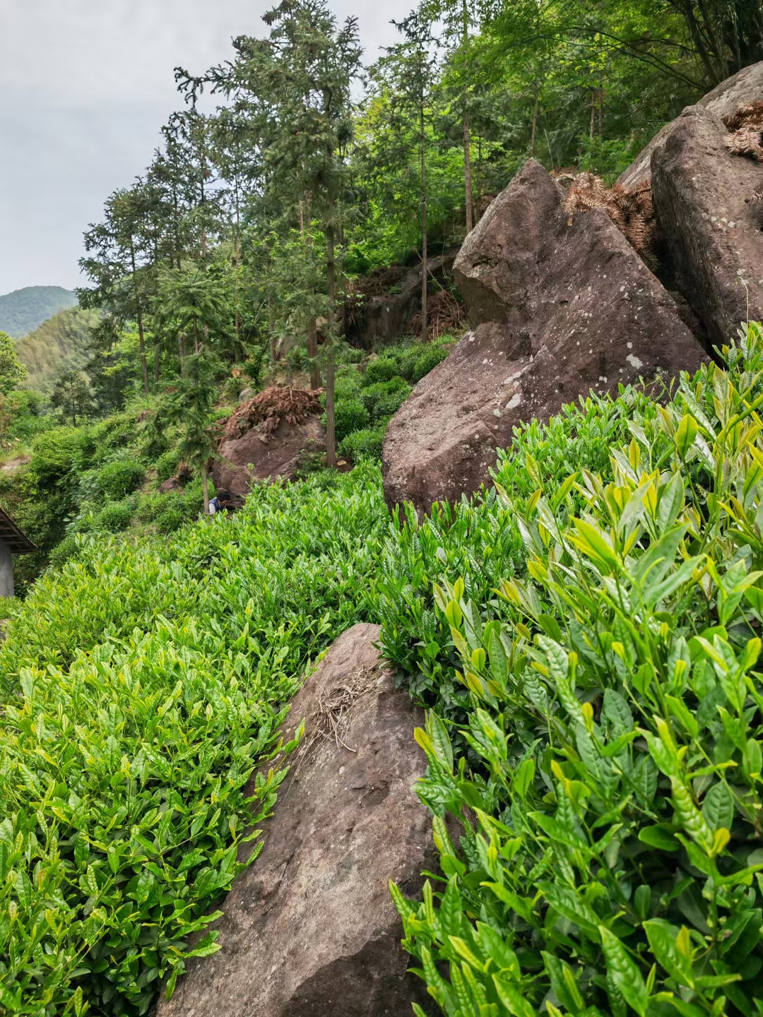 lu'an guapian tea First-picked tea leaves, high mountain, hand-made, z ...
